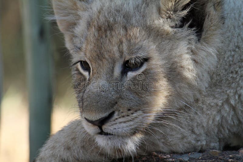 Closeup Shot of a Lion Cub with Open Eyes Stock Photo - Image of pride ...
