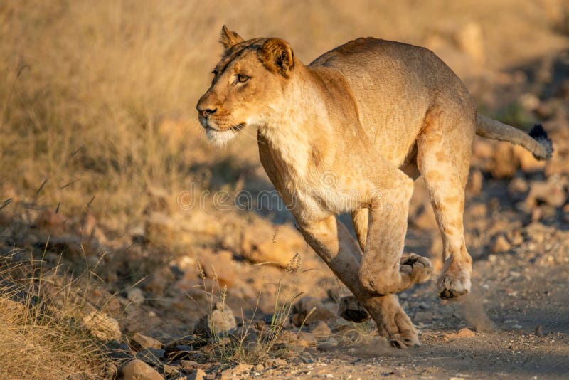 457 Lioness Running Stock Photos - Free & Royalty-Free Stock Photos ...