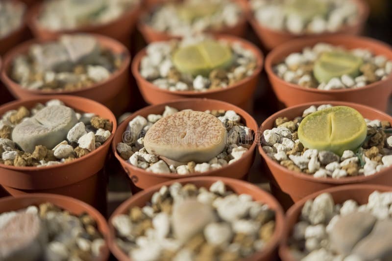 Closeup Shot of Lithops in Pots Stock Photo - Image of closeup, flowers ...