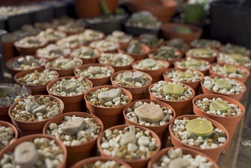 Closeup Shot of Lithops in Pots Stock Image - Image of closeup, bush ...