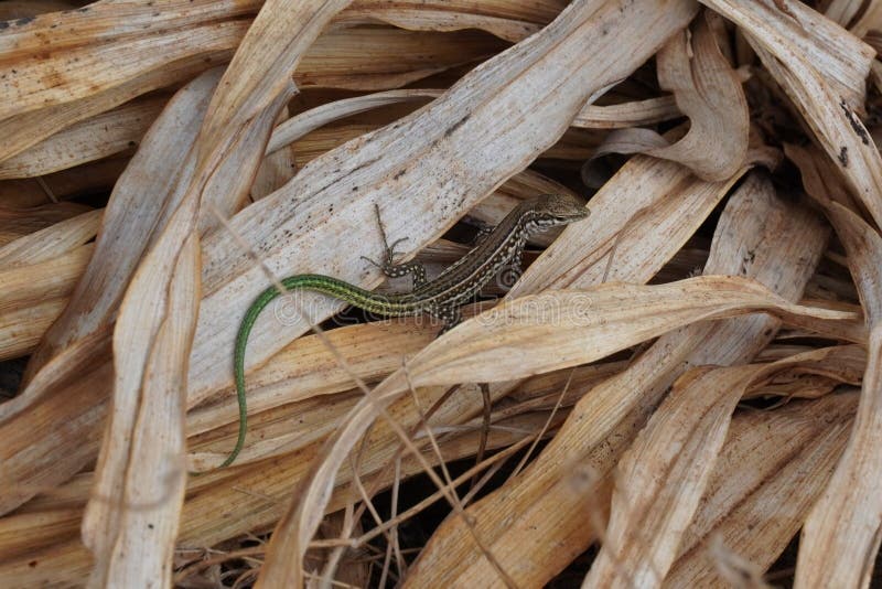 Closeup Shot of Lizard Crawling on Dry Plants Stock Photo - Image of ...