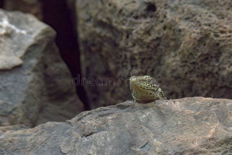 Closeup Shot of a Lizard Head Popping Out Stock Photo - Image of stone ...