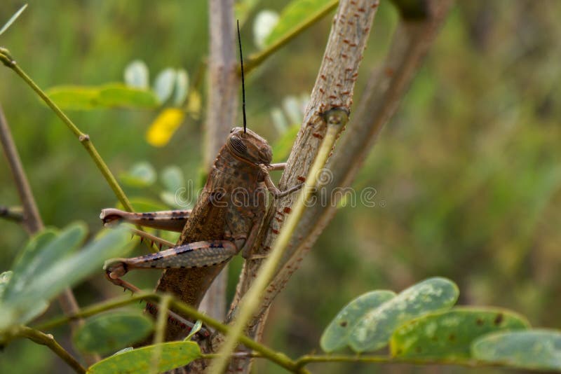 Closeup Shot of Locust on a Tree Branch Stock Image - Image of insect ...