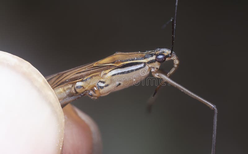 Closeup Shot of Long-legged Water Strider Insect Stock Image - Image of ...