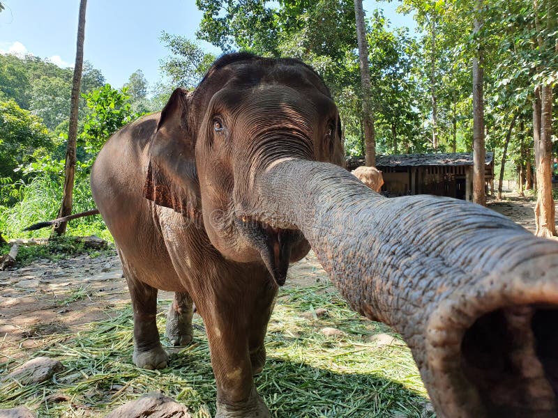 Closeup Shot of the Long Trunk of a Cute Elephant Walking in the ...