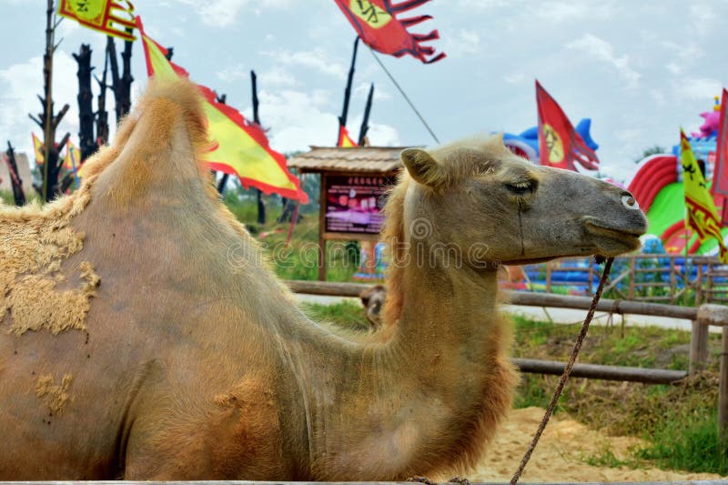 Closeup Shot of a Lying Bactrian Camel with Flags in the Backgrond ...