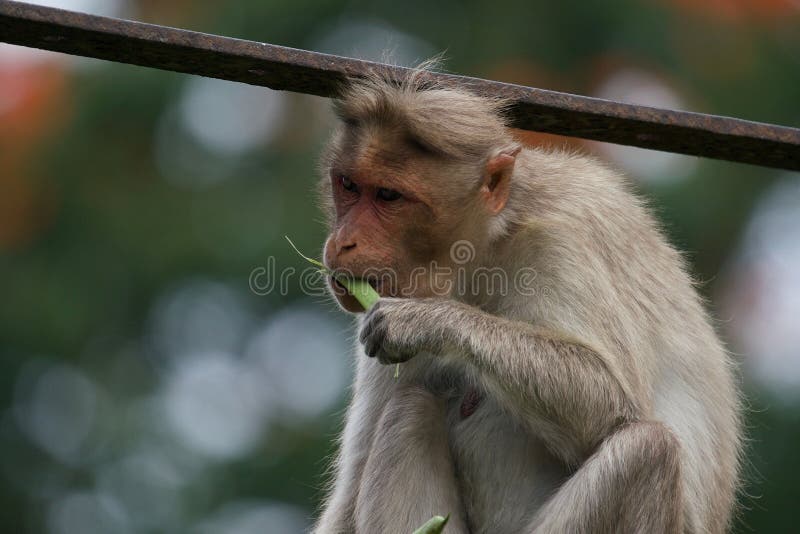Closeup Shot of a Macaque Monkey Chewing on a Plant Stalk on a Tree ...