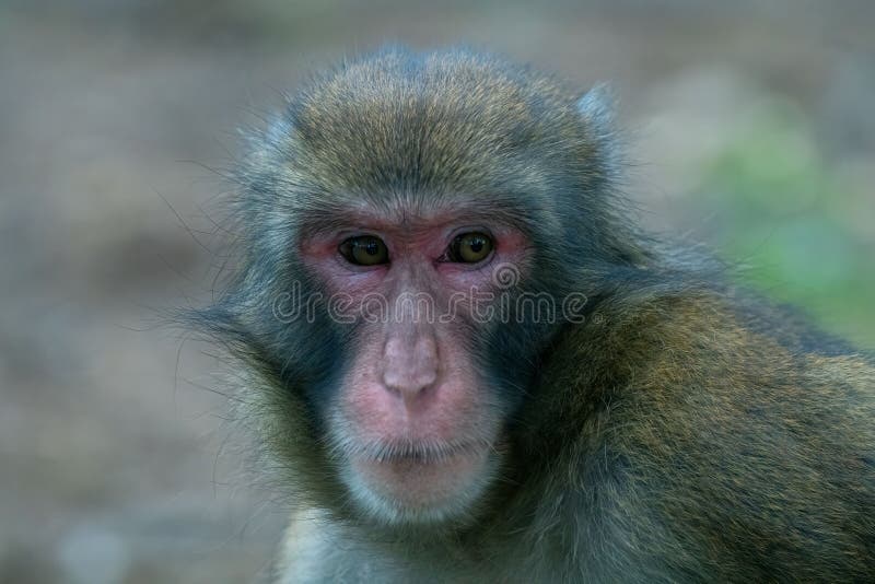 Closeup Shot of a Macaque Monkey Looking To the Side Stock Photo ...