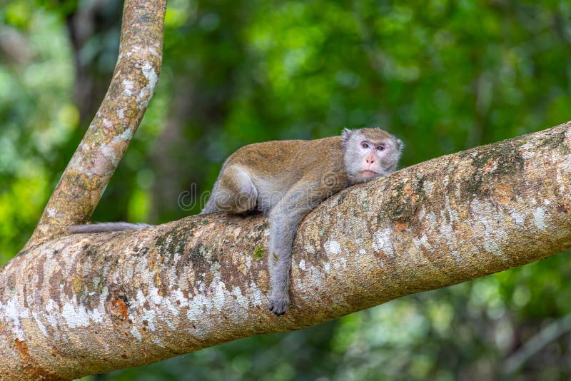 Closeup Shot of the Macaque Monkey Lying on the Tree in Cambodia Jungle ...