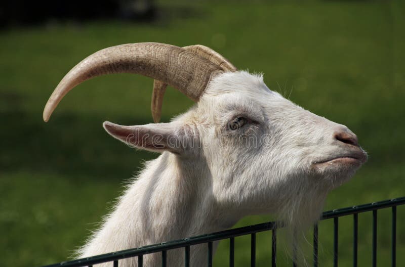 233 Angry Goat Stock Photos - Free & Royalty-Free Stock Photos from ...