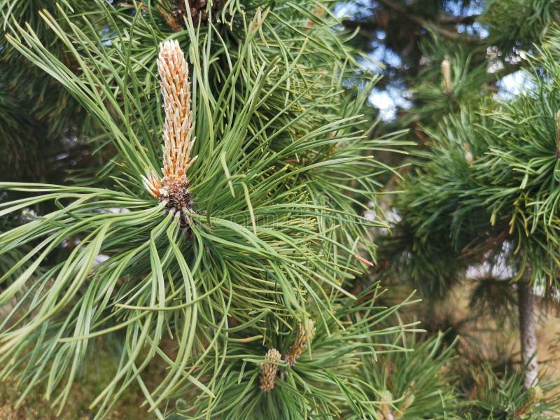Closeup Shot of Manchurian Red Pine Tree Branches Stock Photo - Image ...