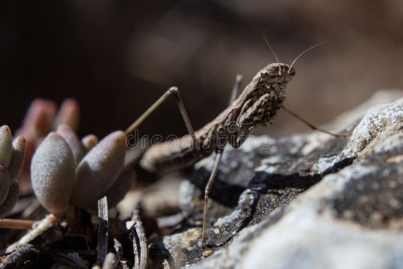 Closeup Shot of a Mantis (Mantodea) Stock Image - Image of fungus ...