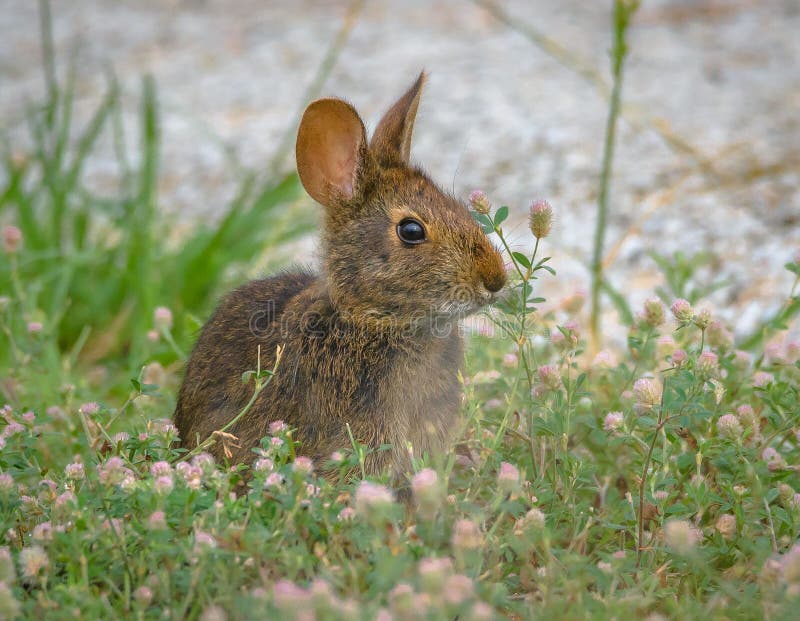 Closeup Shot of a Marsh Rabbit on the Ground Stock Photo - Image of ...