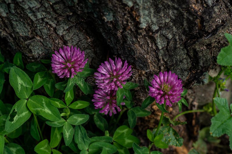 Closeup Shot of Meadows Clover Under the Olive Tree Stock Image - Image ...