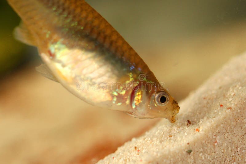 Closeup Shot of a Million Fish in the Aquarium Approaching the Sand ...