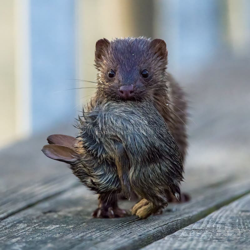 Closeup Shot of a Mink with a Prey in Its Mouth Stock Image - Image of ...