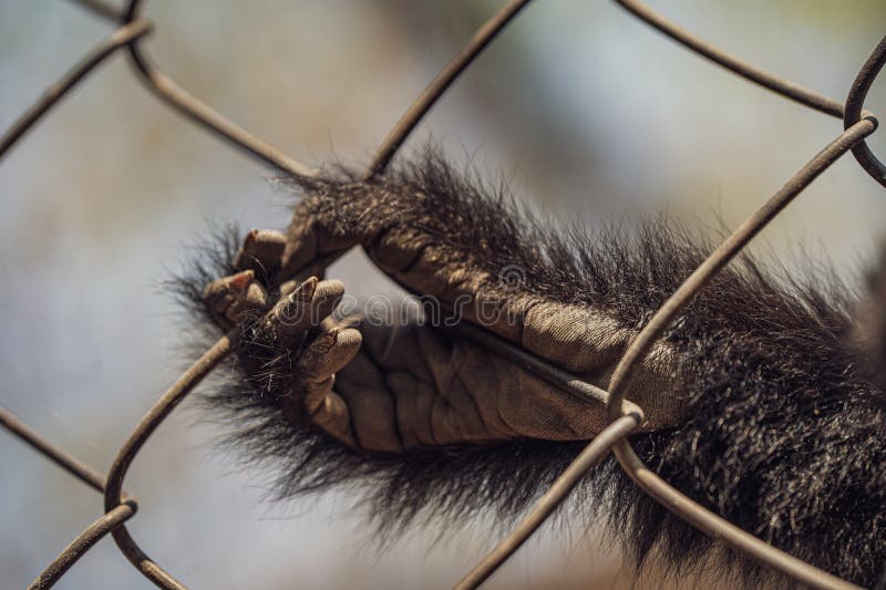 Closeup Shot of a Monkey Gripping a Chain Link Fence with One Hand ...