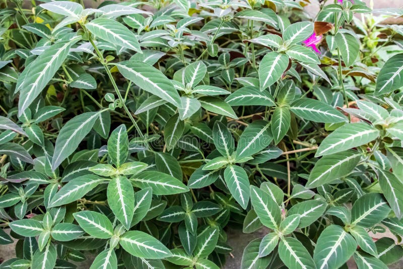 Closeup Shot of the Monkey Plant Growing on the Ground Stock Image ...