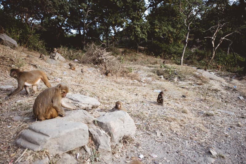 Closeup Shot of Monkeys Walking on the Hill with Trees in the ...