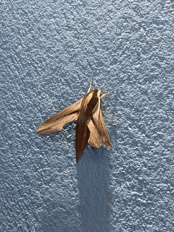 Closeup Shot of a Moth on the Cement Wall Stock Photo - Image of ...