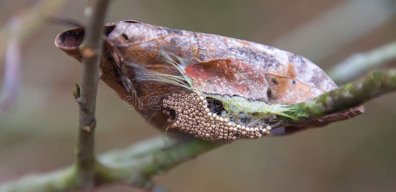Closeup Shot of a Moth Cocoon with Eggs. Stock Image - Image of moth ...