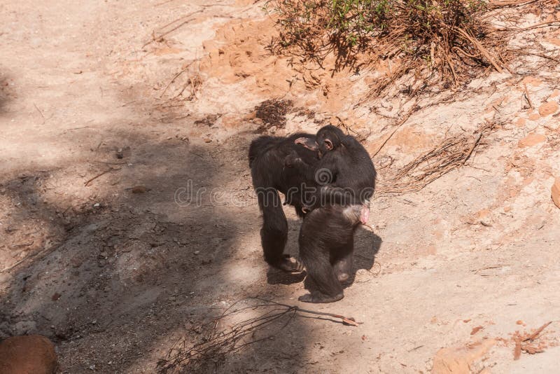 Closeup Shot of a Mother Chimpanzee with a Cub on Her Back Stock Photo ...