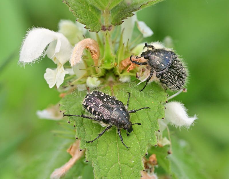 Closeup Shot of Mourning Rose Beetles Stock Photo - Image of plant ...