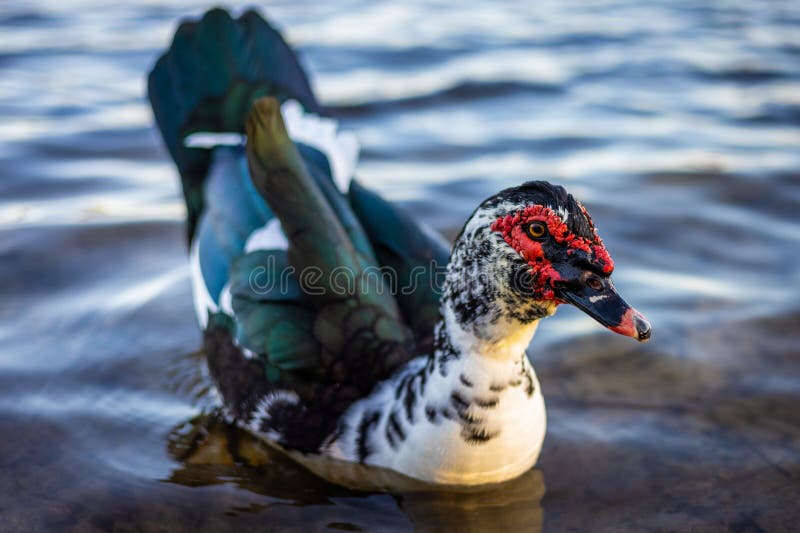 Closeup Shot of a Muscovy Duck Floating on the Tranquil Surface of the ...