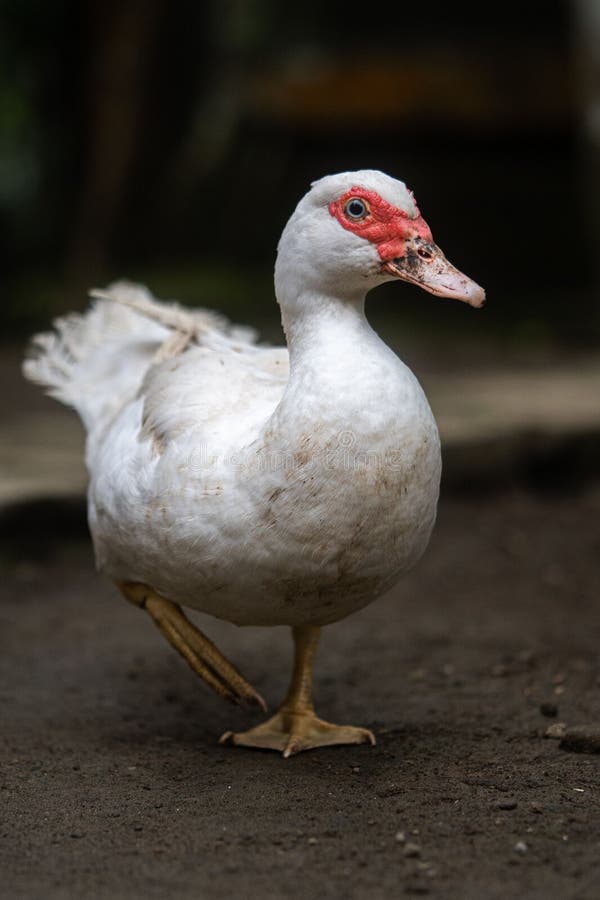 Closeup Shot of a Muscovy Duck Looking at the Camera. Stock Image ...