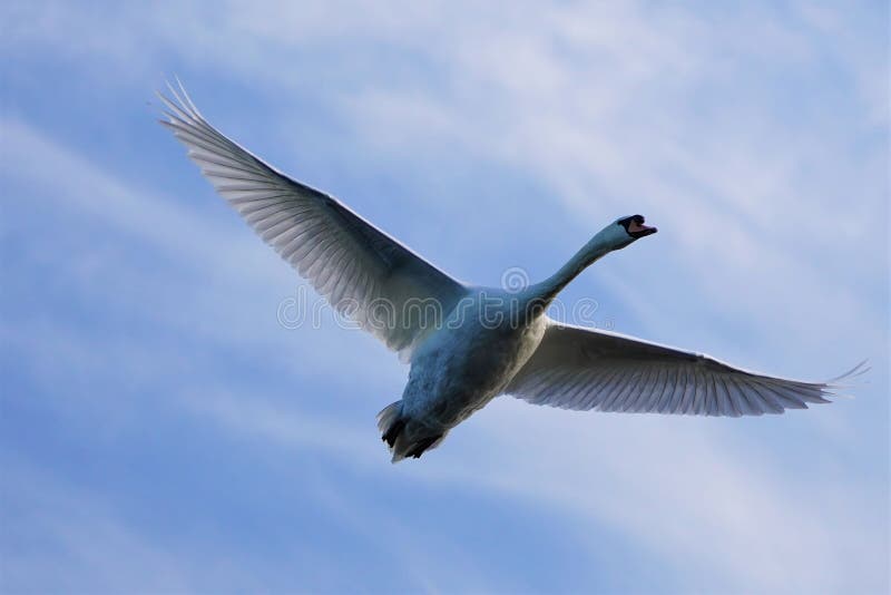 Closeup Shot of Mute Swan with Wide Open Wings Soaring in the Blue Sky ... Closeup Shot of Mute Swan with Wide Open Wings Soaring in the Blue Sky ...