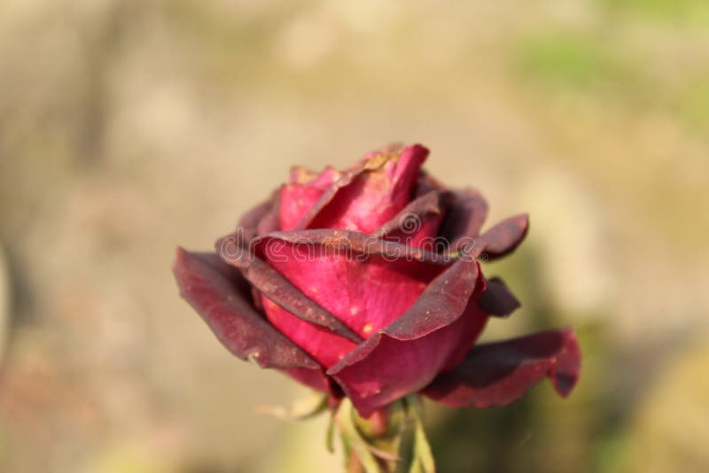 Closeup Shot of a Natural Sarson Flower with Blurred Background Stock ...