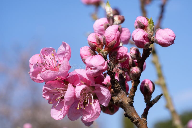Closeup Shot of the Nectarine Tree(Prunus Persica) Stock Image - Image ...