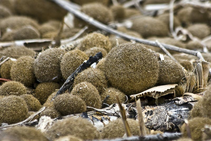 Neptune Seaweed Balls on the Beach Stock Photo - Image of grass ...