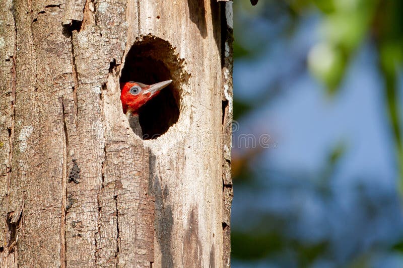 Closeup Shot of the Nest of a Red-headed Bird Inside the Tree Stock ...