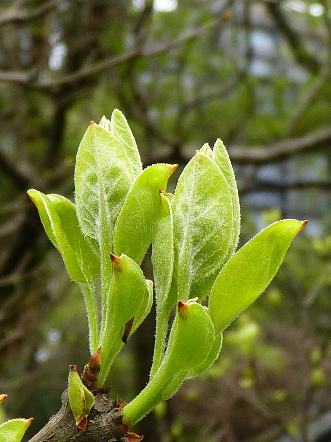 Closeup Shot of New Buds Growing on a Tree Branch Stock Image - Image ...