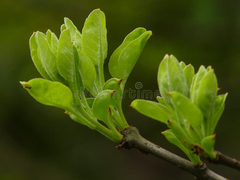 Closeup Shot of New Buds Growing on a Tree Branch Stock Image - Image ...