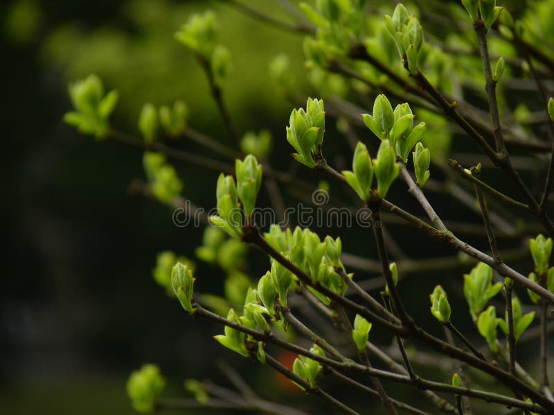 Closeup Shot of New Buds Growing on a Tree Branch Stock Image - Image ...