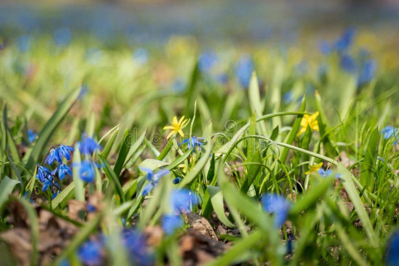 Closeup Shot of a Newly Grown Blue Snowdrops Field Stock Photo - Image ...