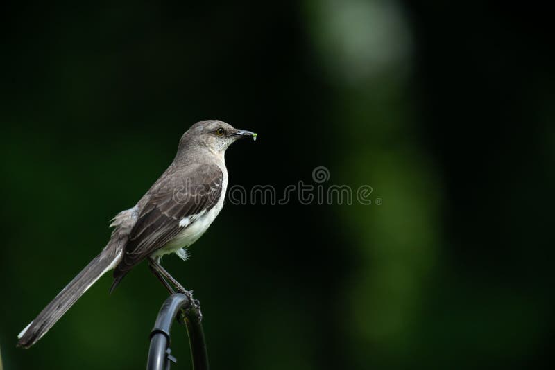 Mocking Bird stock image. Image of beak, avian, nature - 68680479