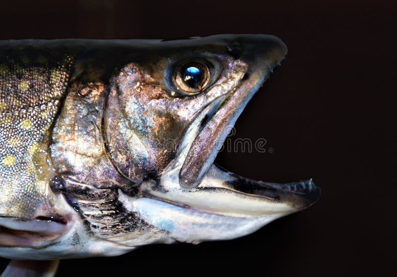 Pike Head with Bait Closeup, Pike with Bait Close-up, Angling Predator ...