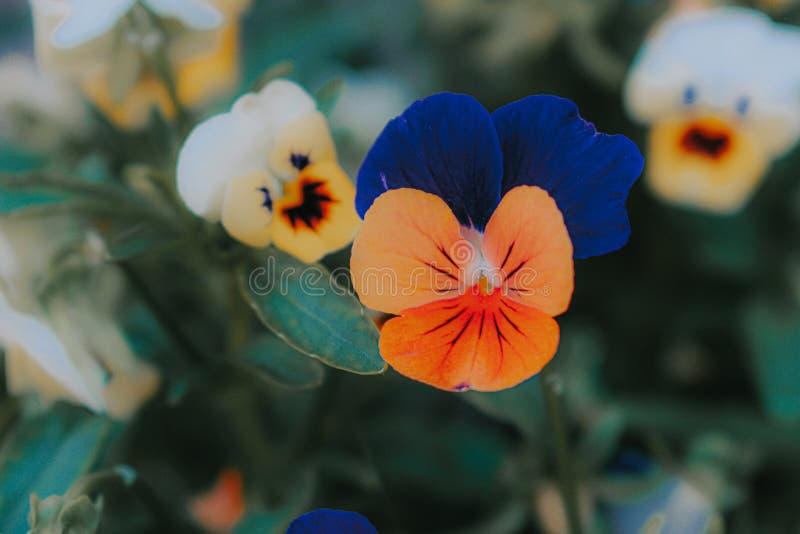 Wild Pancies Stock Photos - Free & Royalty-Free Stock Photos from ...