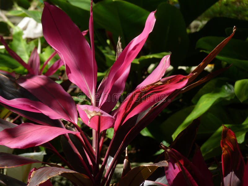 Closeup Shot O Growing Red Plants in the Greenery Stock Image - Image ...