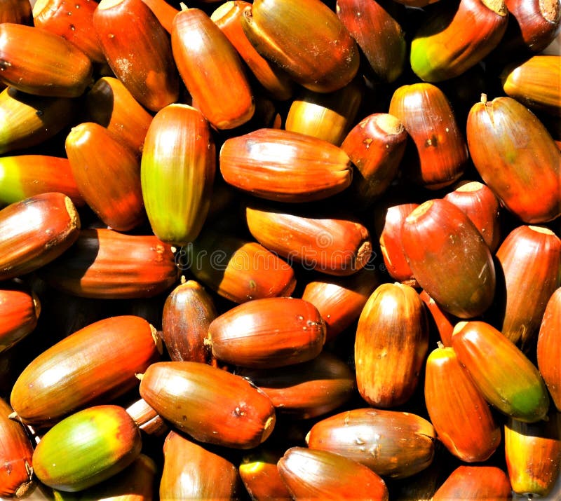 Closeup Shot of Oak Seeds Mixed with Each Other Stock Image - Image of ...
