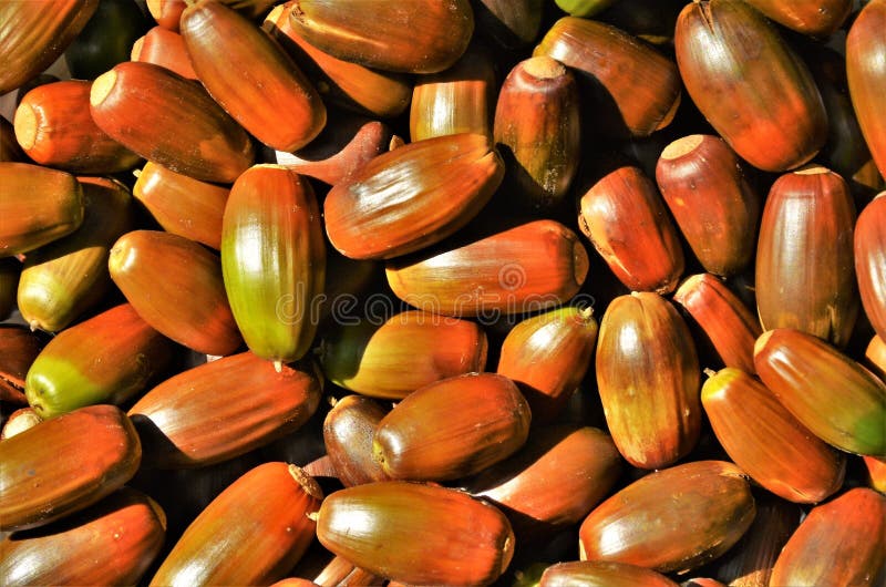 Closeup Shot of Oak Seeds Mixed with Each Other Stock Photo - Image of ...