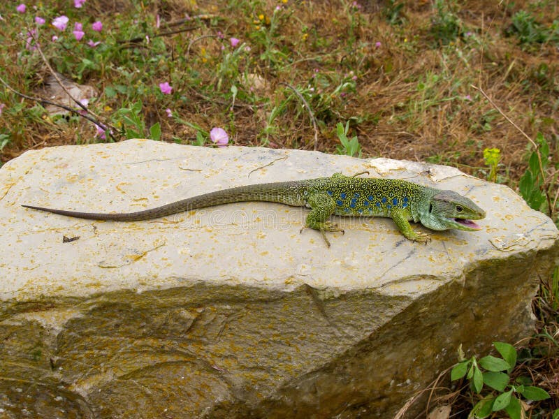 Closeup Shot of an Ocellated Lizard in Spain Stock Photo - Image of ...