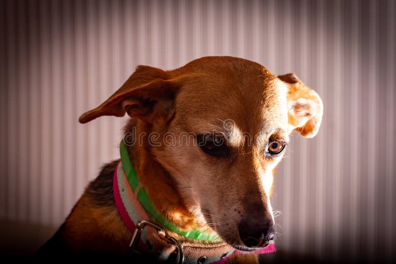 Closeup Shot of an Old Dog Looking Down Stock Image - Image of mammal ...