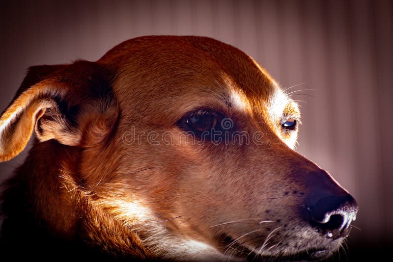 Closeup Shot of an Old Dogs Face Stock Image - Image of animal, eyes ...