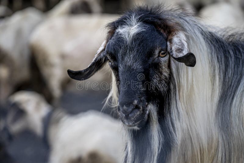 Hairy Goat Portrait with Curly Horns in the Zoo, Mammal Animals Stock ...