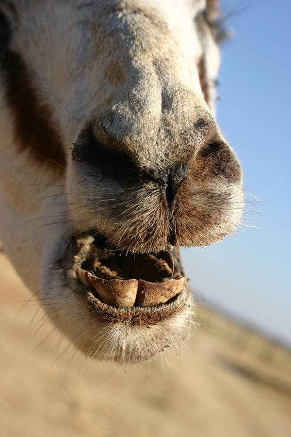 Closeup of Springbok Antidorcas Marsupialis Sticking Out Tongue at ...