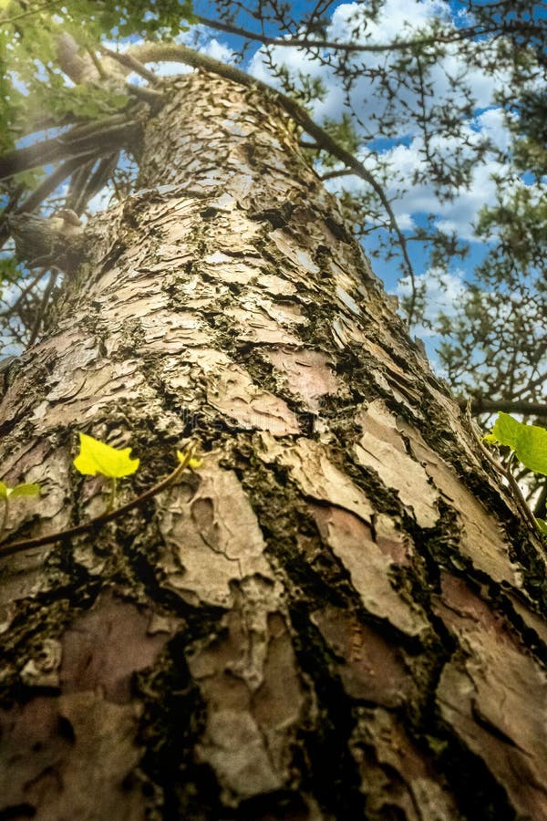 Thick Tree among Young Thin Trees Stock Photo - Image of sunny, forest ...
